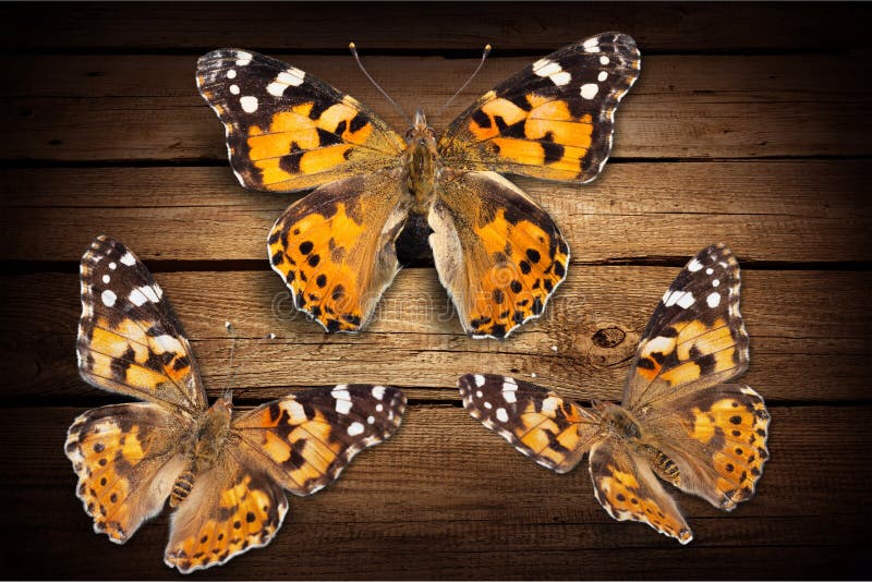 Butterflies stock photo. Image of color, single, insect - 60346782