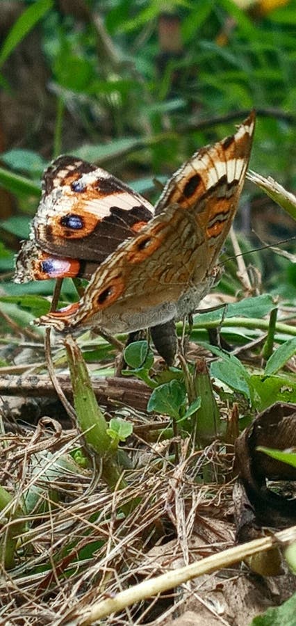 Butterflies are Standing on Dry Leaves with Beautiful Wing Patterns ...