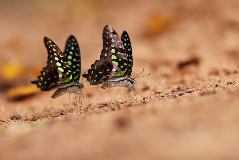 Butterfly Standing on Soil Ground Stock Image - Image of beauty ...