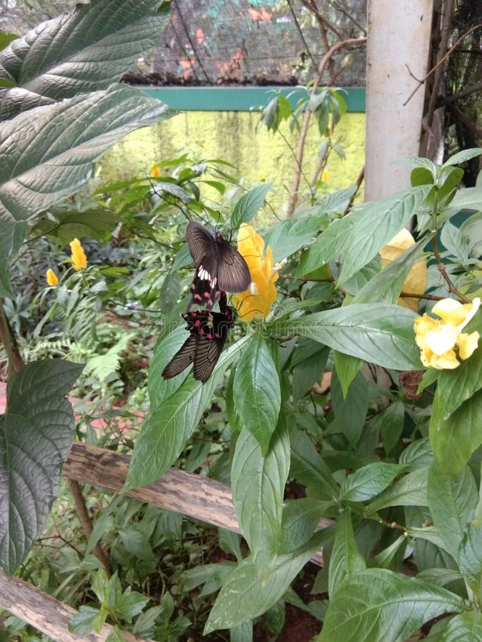 Nextar Flowers Stock Photos - Free & Royalty-Free Stock Photos from Dreamstime