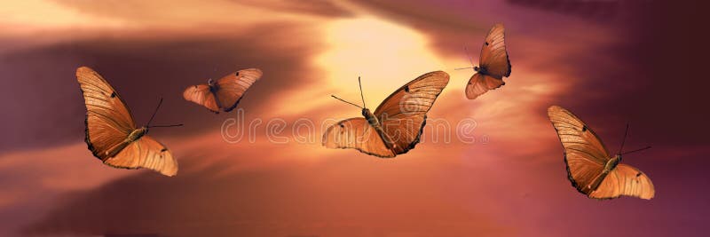 Butterflies at Sunset stock image. Image of insects, sunrise - 1120929
