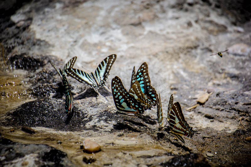 Butterflies Swarm Eats the Minerals in the Soil Stock Image - Image of ...