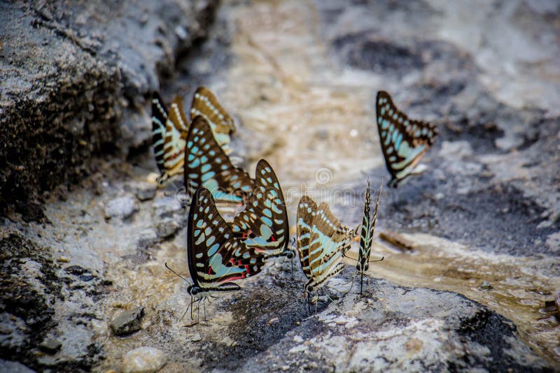 Butterflies Swarm Eats the Minerals in the Soil Stock Image - Image of ...