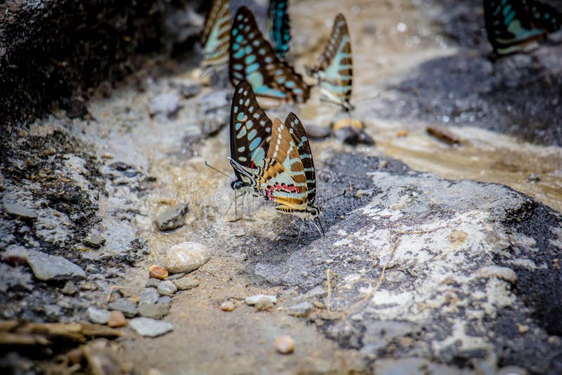 Butterflies Swarm Eats the Minerals in the Soil Stock Image - Image of ...