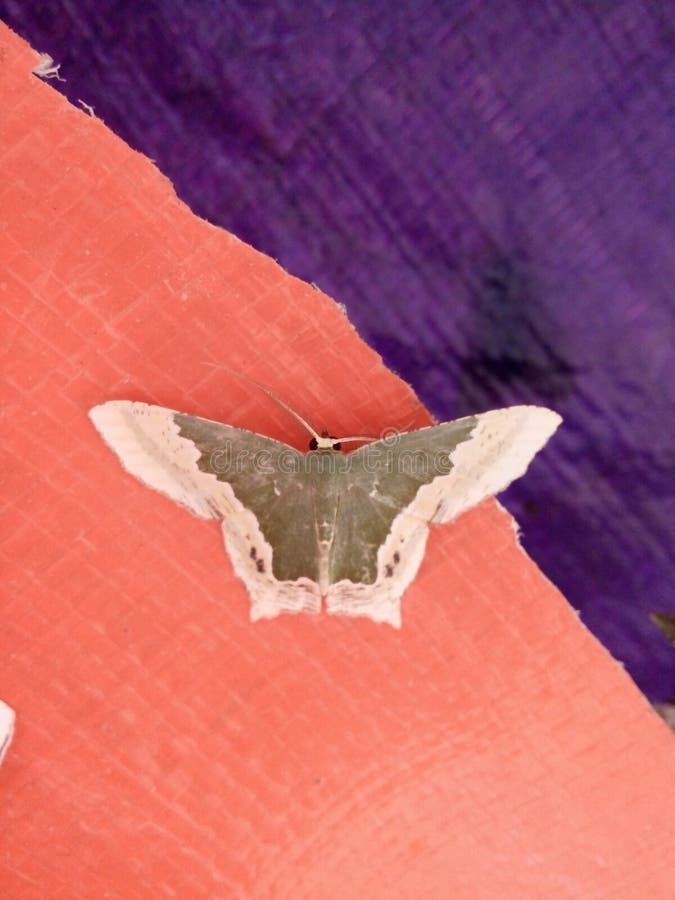 Butterflies of Various Shapes and Beautiful Patterns Stock Photo ...