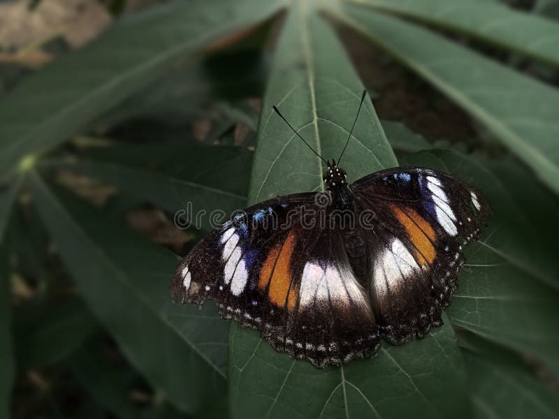 Butterflies with Wings of Various Colors are Very Beautiful Stock Photo ...