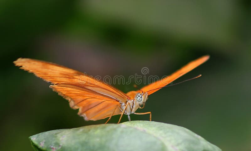 Butterfly 1 stock image. Image of flora, insect, fight - 133963