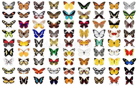 Various butterfly patterns stock vector. Illustration of vector - 10162726