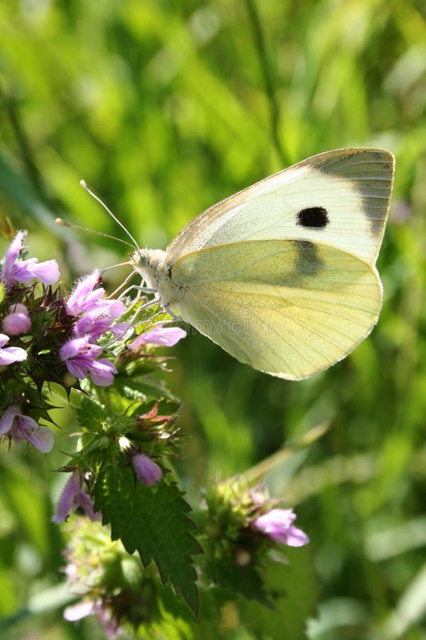 Butterfly stock image. Image of flora, wing, fight, leafs - 1032439
