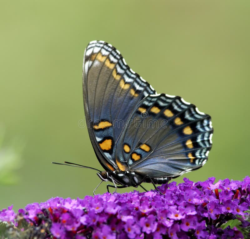Red- Spotted Purple Butterfly (Limenitis Arthemis) Stock Image - Image ...