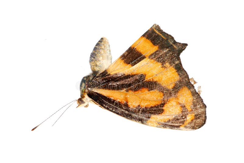 Female Colour Sergeant Butterfly Stock Photos - Free & Royalty-Free ...