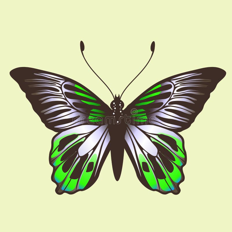 Bright Green Butterfly. Vector Stock Vector - Illustration of beautiful ...