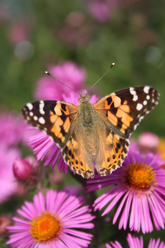 Butterfly stock photo. Image of wings, feelers, butterflies - 11001088