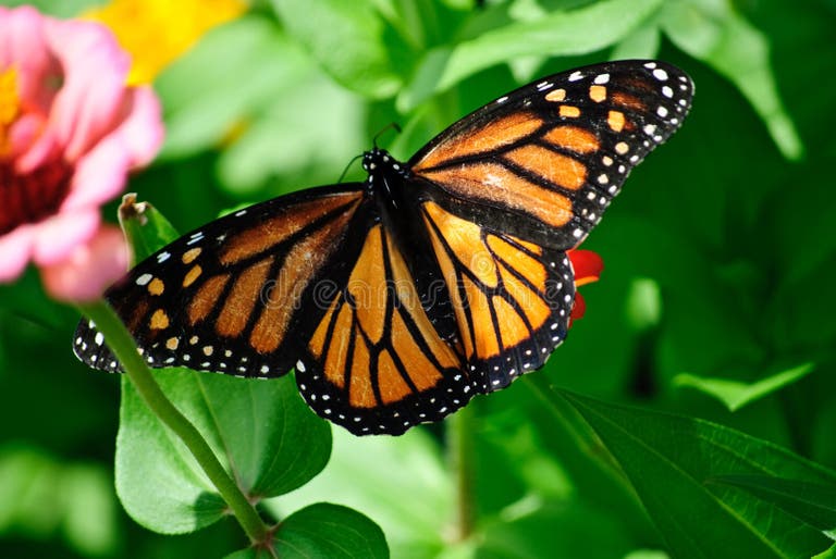 1,032 Spreading Butterfly Wings Scroller Stock Photos - Free & Royalty ...