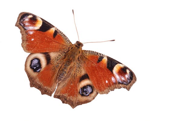 5,574 Peacock Butterfly Wings Stock Photos - Free & Royalty-Free Stock ...