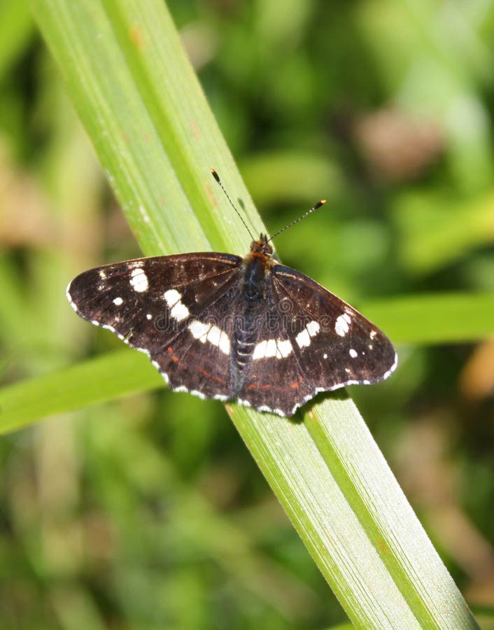 Butterfly stock photo. Image of meadows, white, russia - 12128202