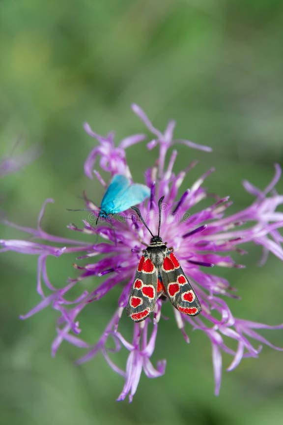Butterfly stock image. Image of zygaena, daylight, insect - 13522899