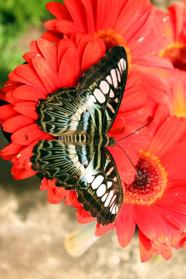 Butterfly on red flower stock image. Image of colorful - 13546085