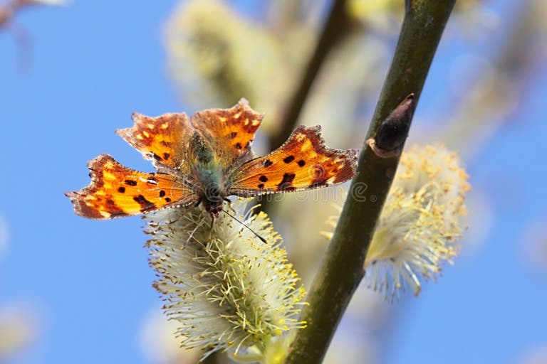 182 Butterfly Rash Clipart Stock Photos - Free & Royalty-Free Stock ...