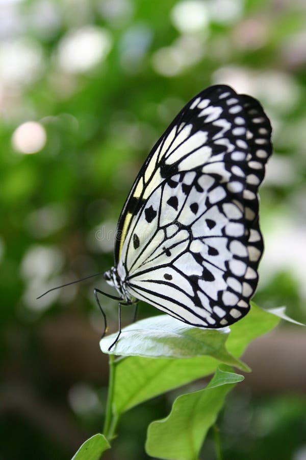 Butterfly stock image. Image of antennae, countrysides - 293023