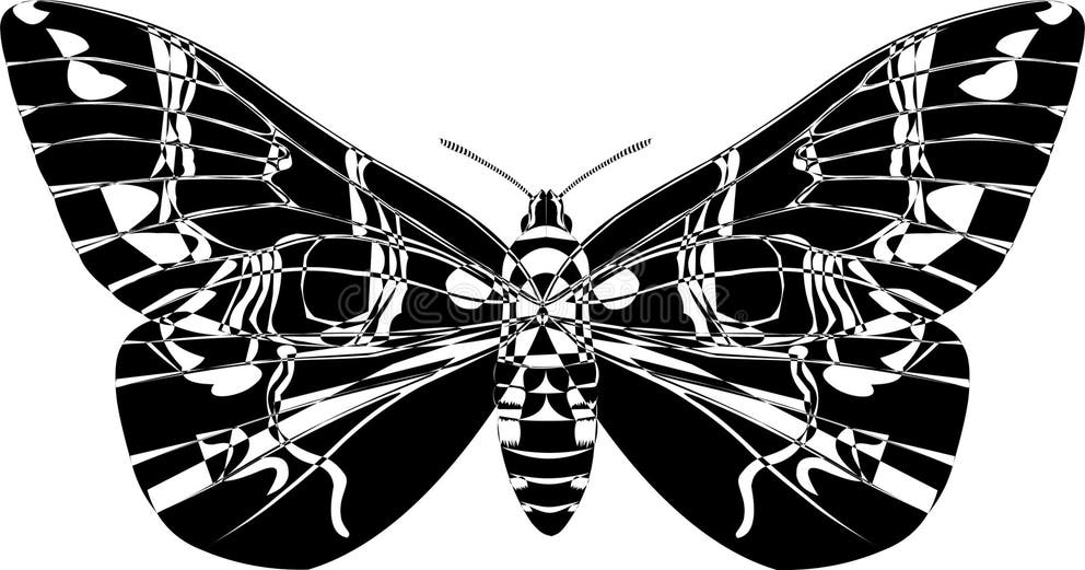 Butterfly Wing Specimen Stock Illustrations – 1,214 Butterfly Wing ...