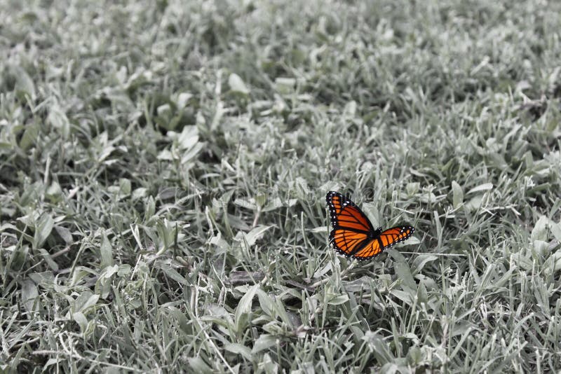 Fall Butterfly stock photo. Image of leaves, fall, color - 14045994
