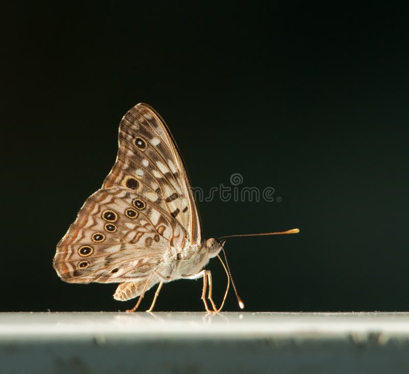 Butterfly stock photo. Image of profile, single, close - 15509500
