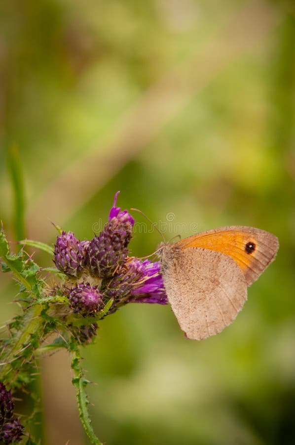 Lurple Stock Photos - Free & Royalty-Free Stock Photos from Dreamstime