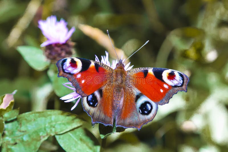 Beautiful Mammoth Butterfly Stock Photo - Image of medicinal, delicate ...