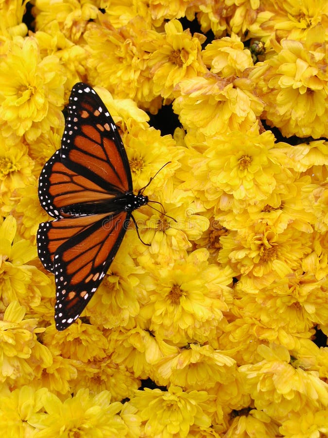 Butterfly stock photo. Image of wallpaper, monarch, fall - 1701472