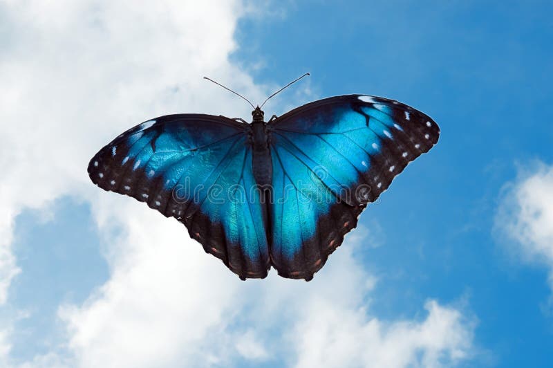 Blue butterfly on a marble stock photo. Image of butterfly - 17679080