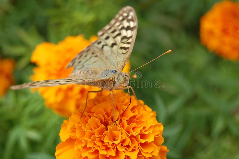 The time of the butterfly stock image. Image of black - 95730427