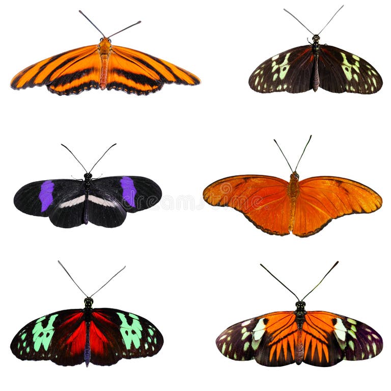 Multiple Butterflies Butterfly Shape Stock Photos - Free & Royalty-Free ...