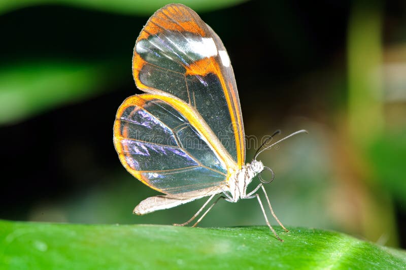 Butterfly stock image. Image of conditions, outside, source - 19174615