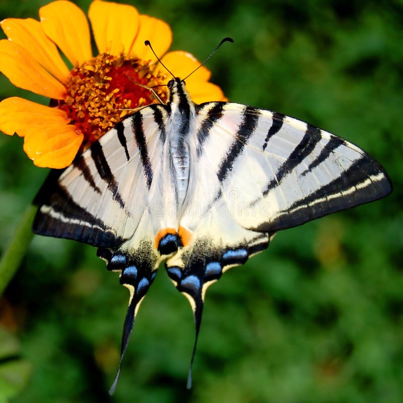 4_butterflies_01 stock photo. Image of wing, colours - 12341212