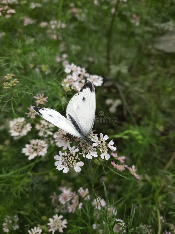 Butterfly Hold on Coriander Flowers Stock Image - Image of flower ...