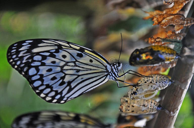 5,615 Butterfly Abdomen Stock Photos - Free & Royalty-Free Stock Photos ...