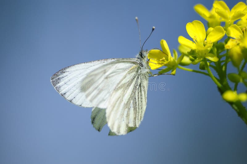Butterfly stock image. Image of coloration, wild, pigment - 22194007
