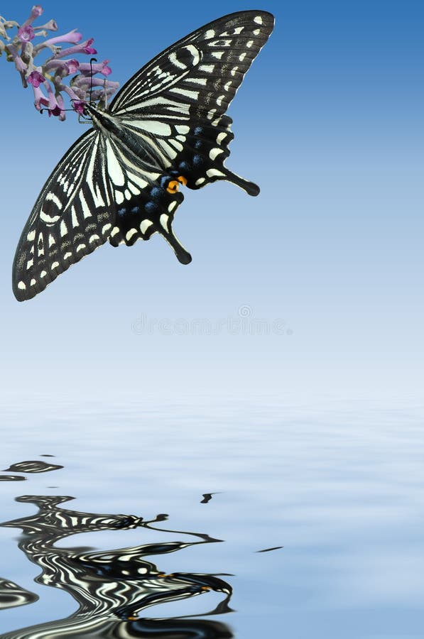 43+ Butterfly reflection water Free Stock Photos - StockFreeImages