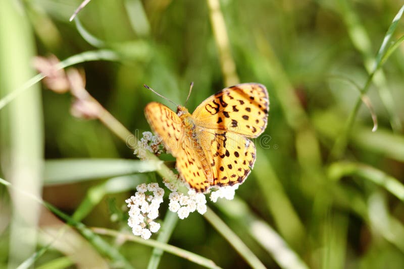 Butterfly. stock image. Image of season, vibrant, moist - 24246497