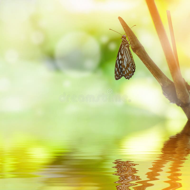 Butterfly Green Blur Background, Beautiful Butterfly on a Branch Stock ...