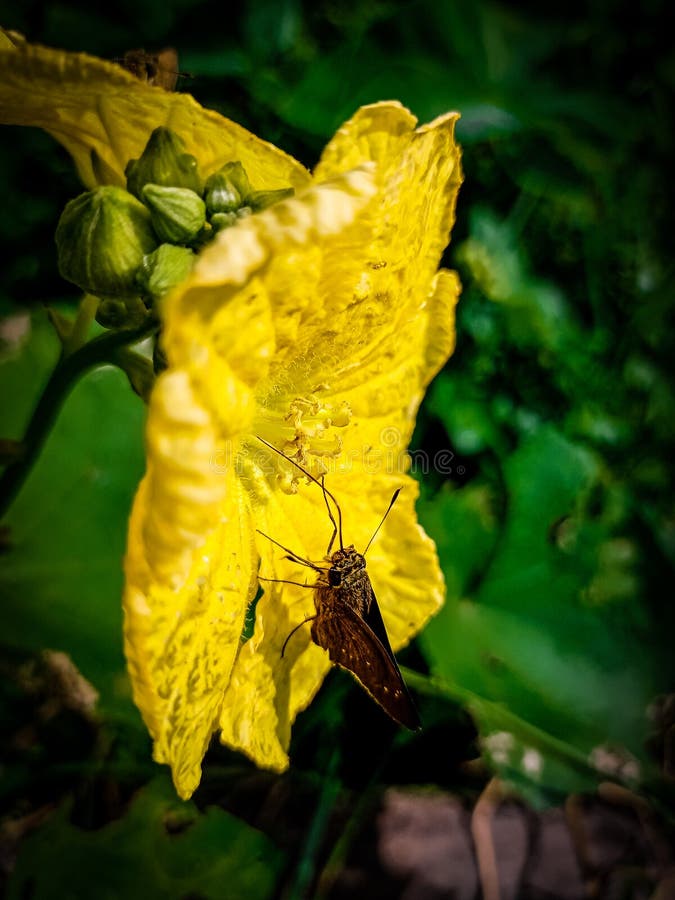 Butterfly 🦋 Flower 🌼 Shining Butterfly on Flowers Stock Image - Image ...