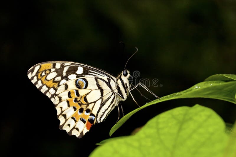 Butterfly stock image. Image of lovely, garden, appealing - 26044973