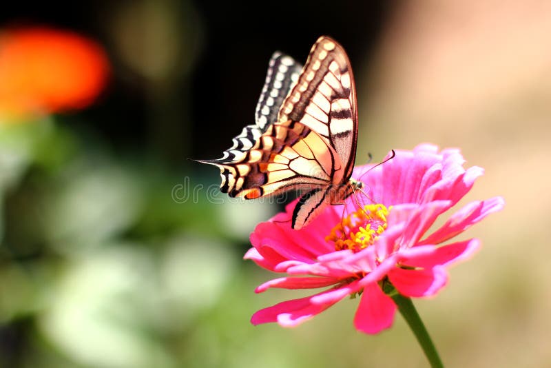 Butterfly take off stock photo. Image of nature, purple - 12391872