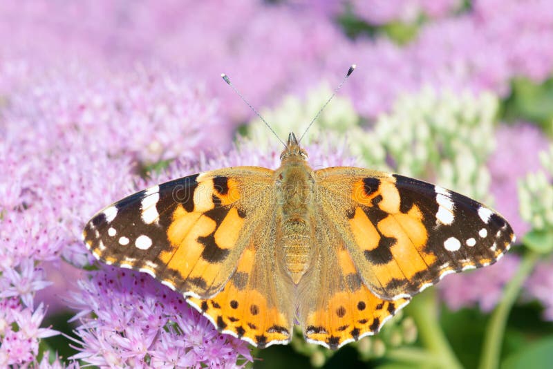 Butterfly stock photo. Image of fleck, wild, close, wildlife - 26438558