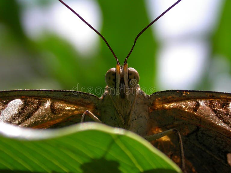 731 Butterfly Compound Eye Stock Photos - Free & Royalty-Free Stock ...