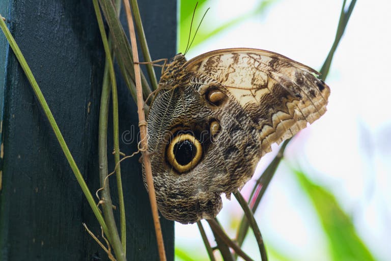 Virgin Butterfly Stock Photos - Free & Royalty-Free Stock Photos from ...