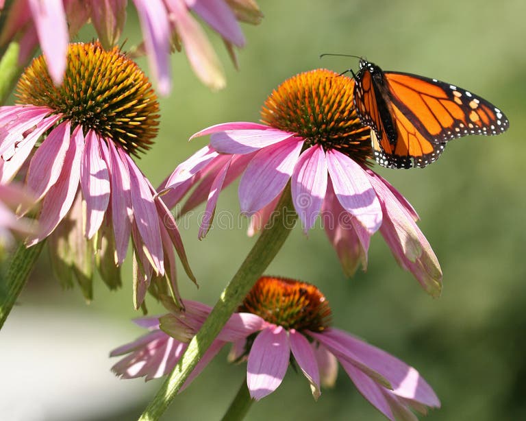 665 Healing Butterfly Stock Photos - Free & Royalty-Free Stock Photos ...