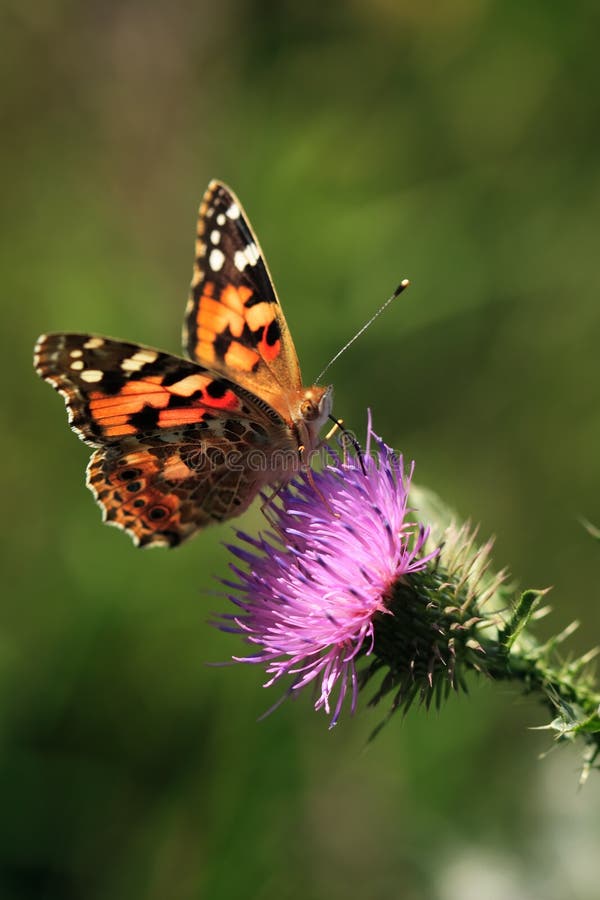 950+ Single butterfly Free Stock Photos - StockFreeImages