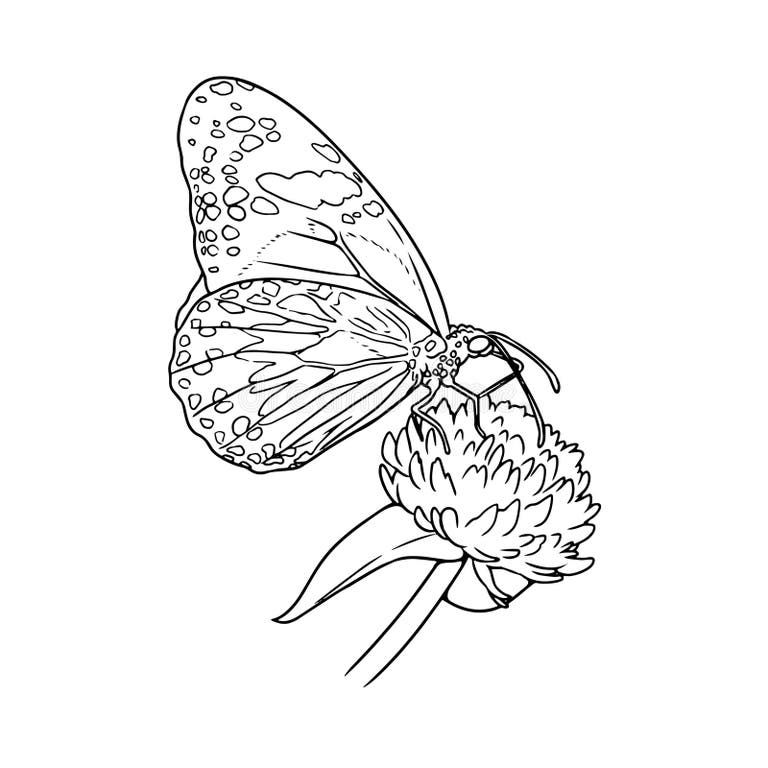 Butterfly Sideways Stock Illustrations – 47 Butterfly Sideways Stock ...